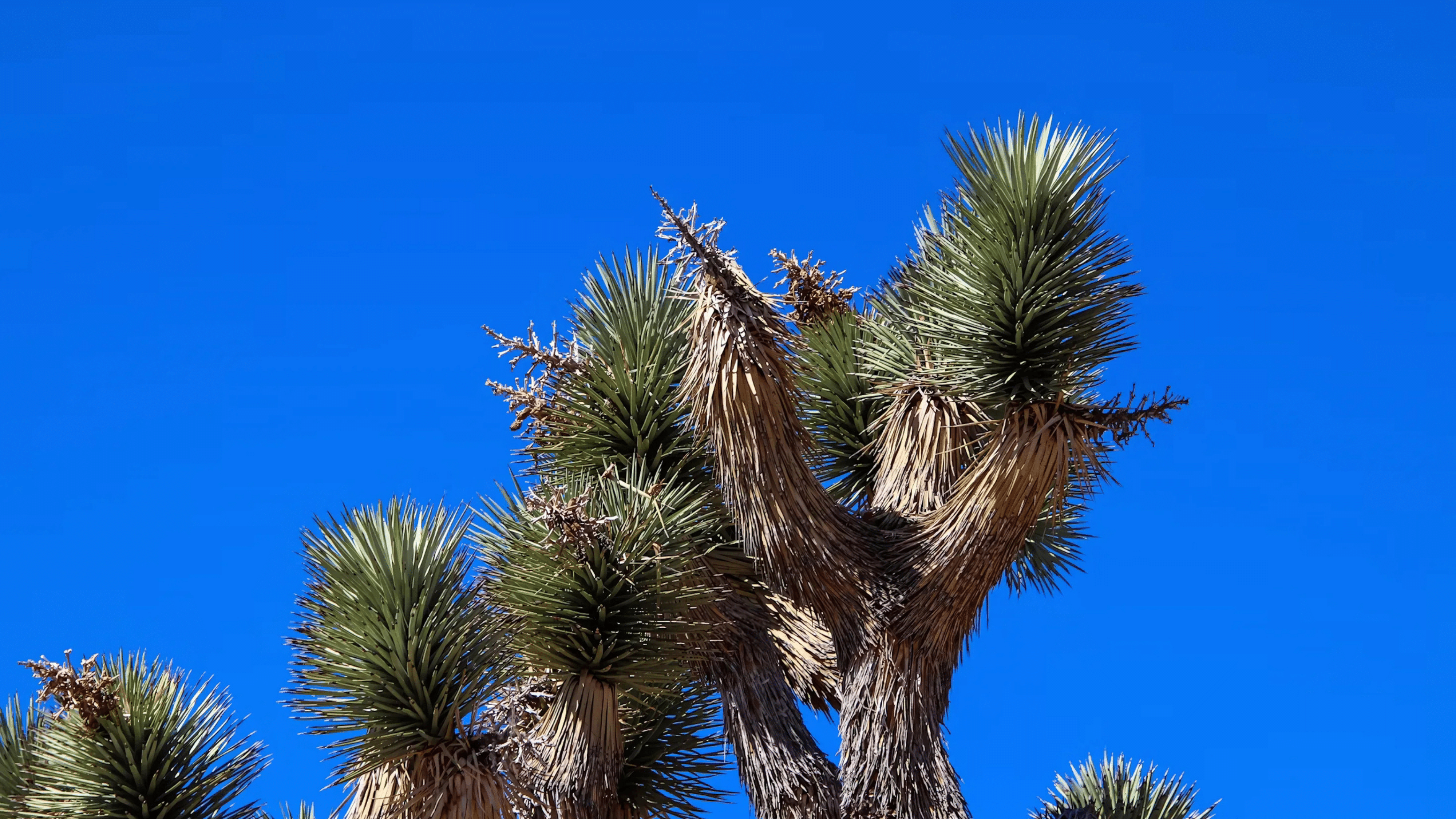 Joshua Tree Camping Trip – CLIQ